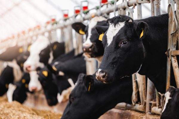 Pioneering a low-carbon future: transforming dairy with heat pump ...